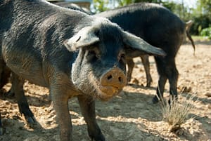 Salute The Pig – …the countless joys of porcine delights